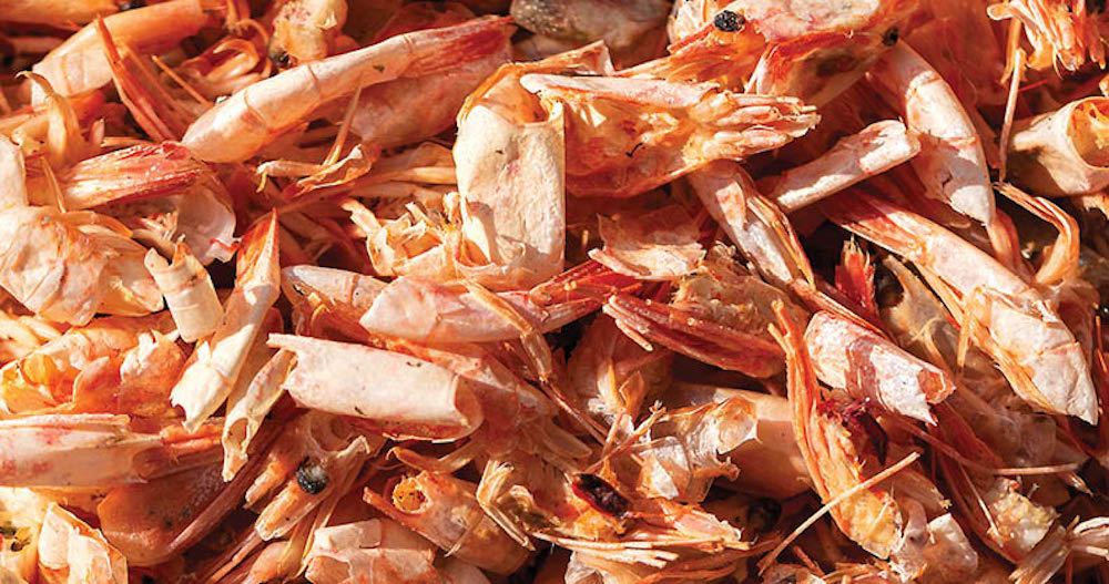 Shellfish waste holds opportunities for recycling